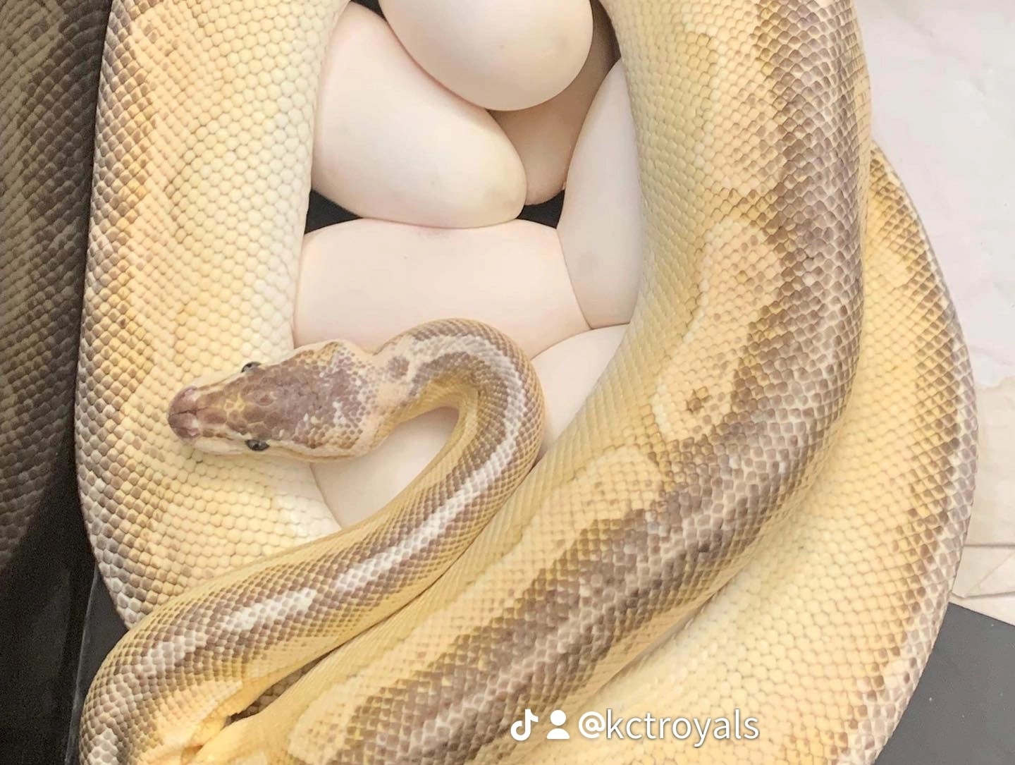 Butter Pewter Ball Python by KayChrisRoyals - MorphMarket