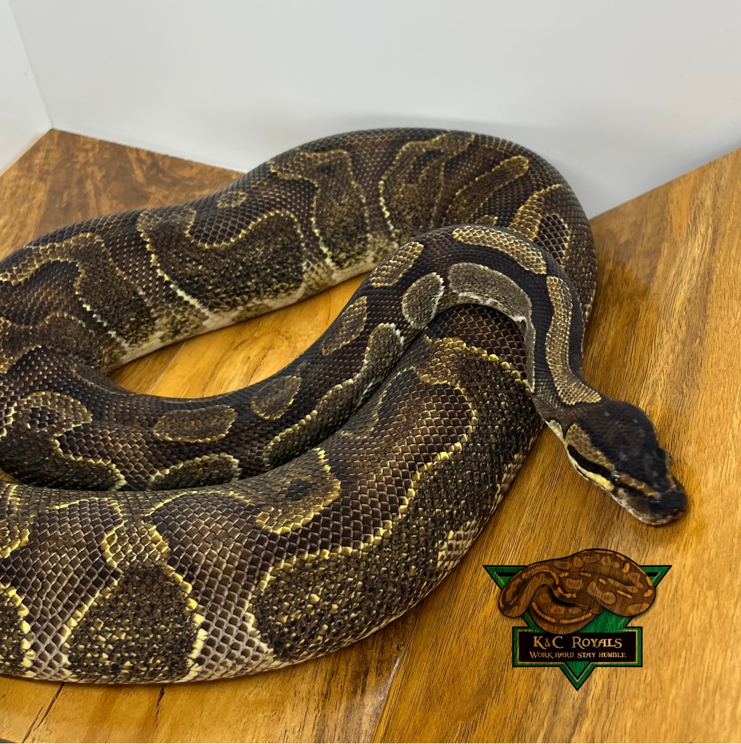 Blackhead Enchi Ball Python by KayChrisRoyals - MorphMarket