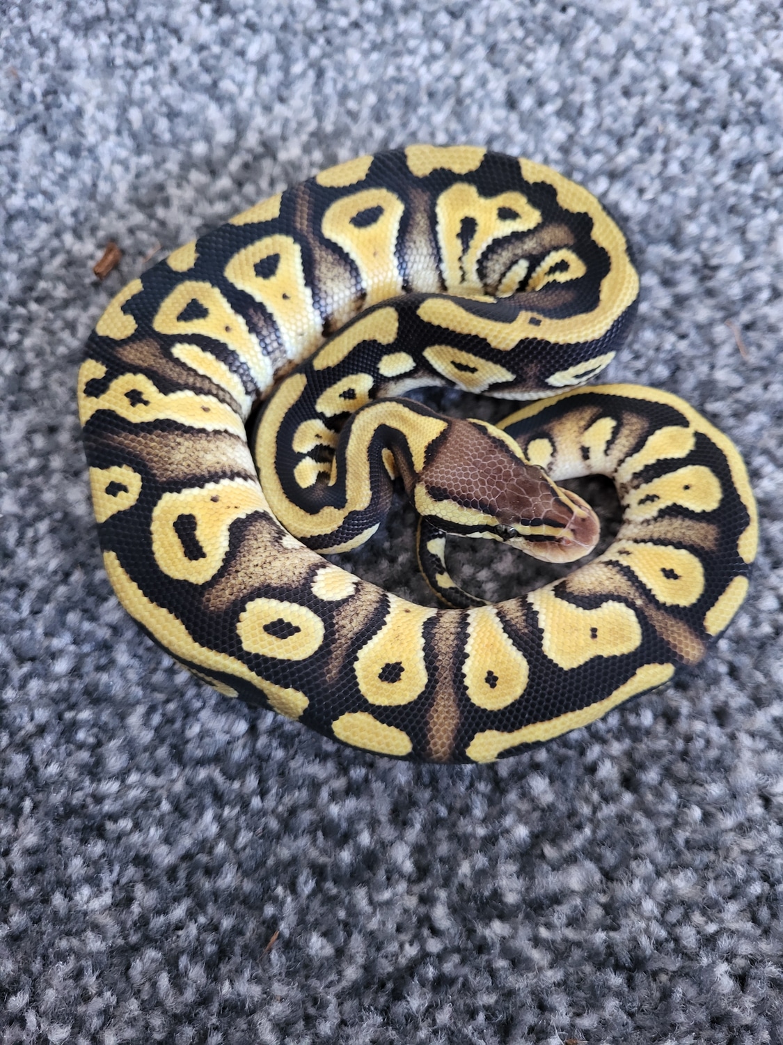 Pastel Phantom Het Ultramel Ph Pied Ball Python by KayChrisRoyals ...