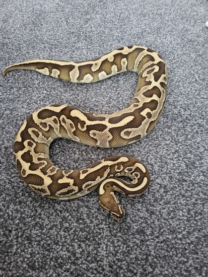 Leopard Lesser Ball Python by KayChrisRoyals