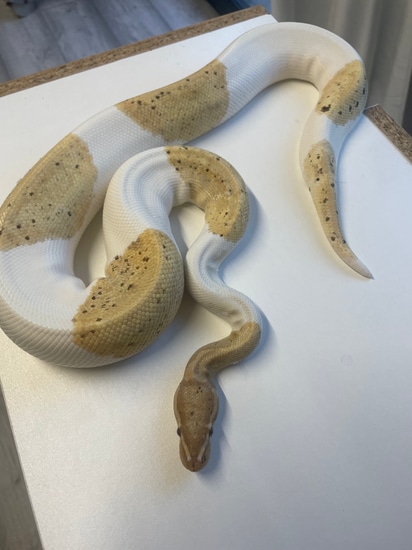 Banana Piebald (Female Maker) Ball Python by L11 royals