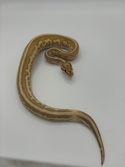 Coral Glow Leopard Butter Ball Python by L11 royals