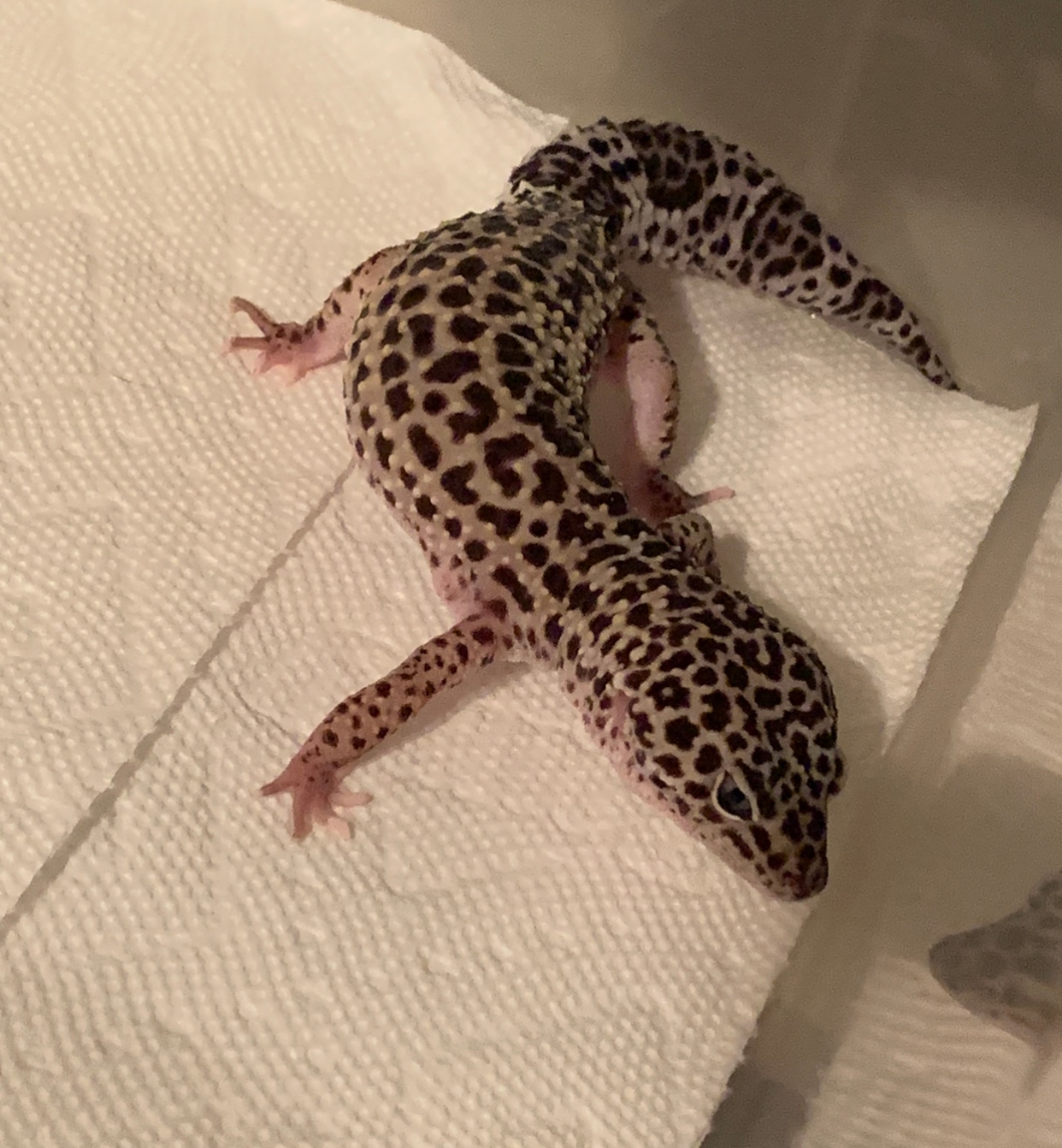 Mack Snow Enigma Het Raptor Leopard Gecko by Rocky Hill Geckos - MorphMarket