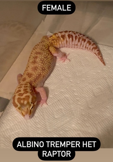 Albino Tremper Het Raptor Female Leopard Gecko by Rocky Hill Geckos
