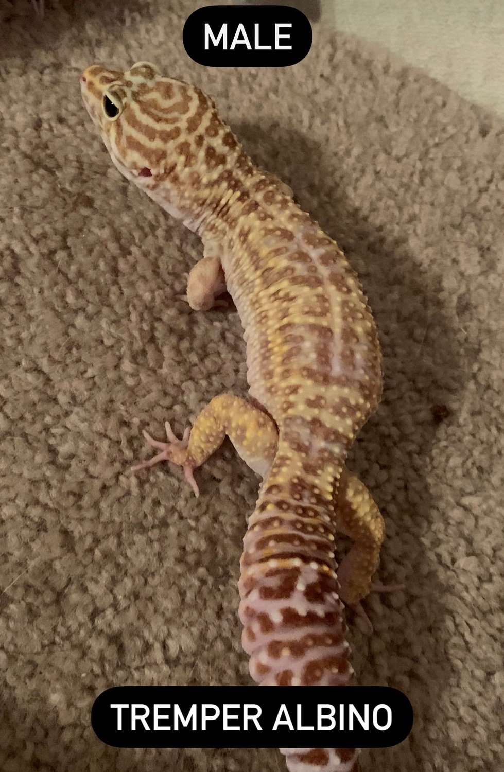 Tremper Albino Leopard Gecko by Rocky Hill Geckos - MorphMarket
