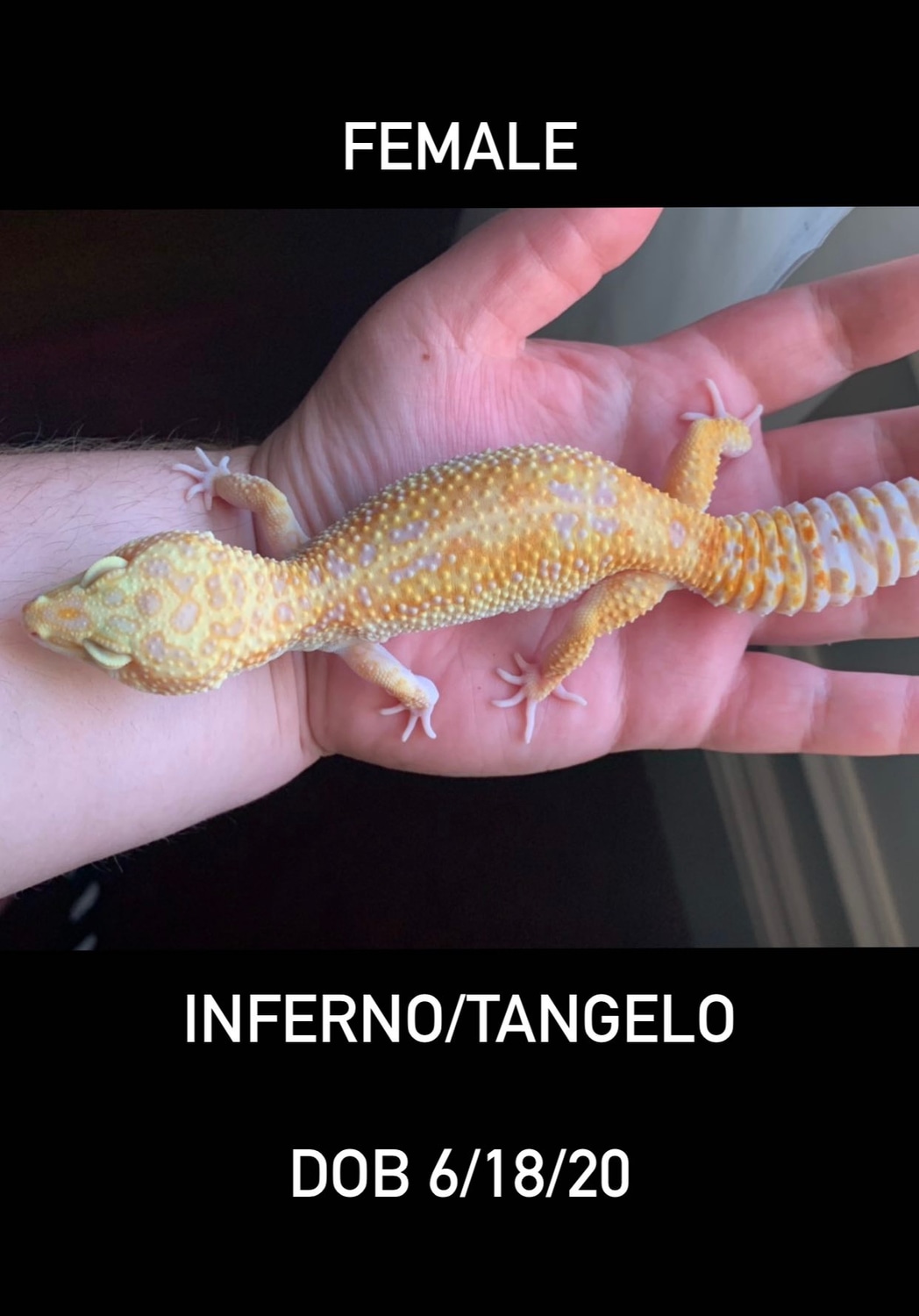 Inferno Tangelo Leopard Gecko by Rocky Hill Geckos - MorphMarket