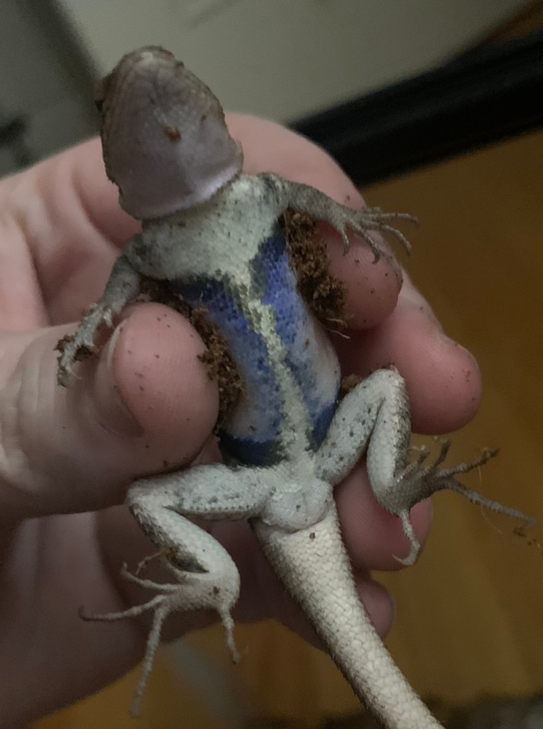 Pink Belly Swift Other Lizard by Rocky Hill Geckos - MorphMarket