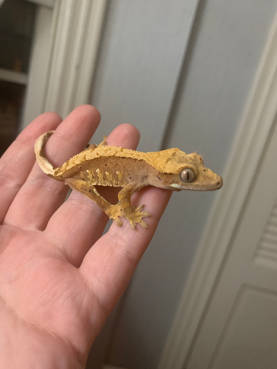 NPV 50% Het Axanthic Crested Gecko by Rocky Hill Geckos - MorphMarket