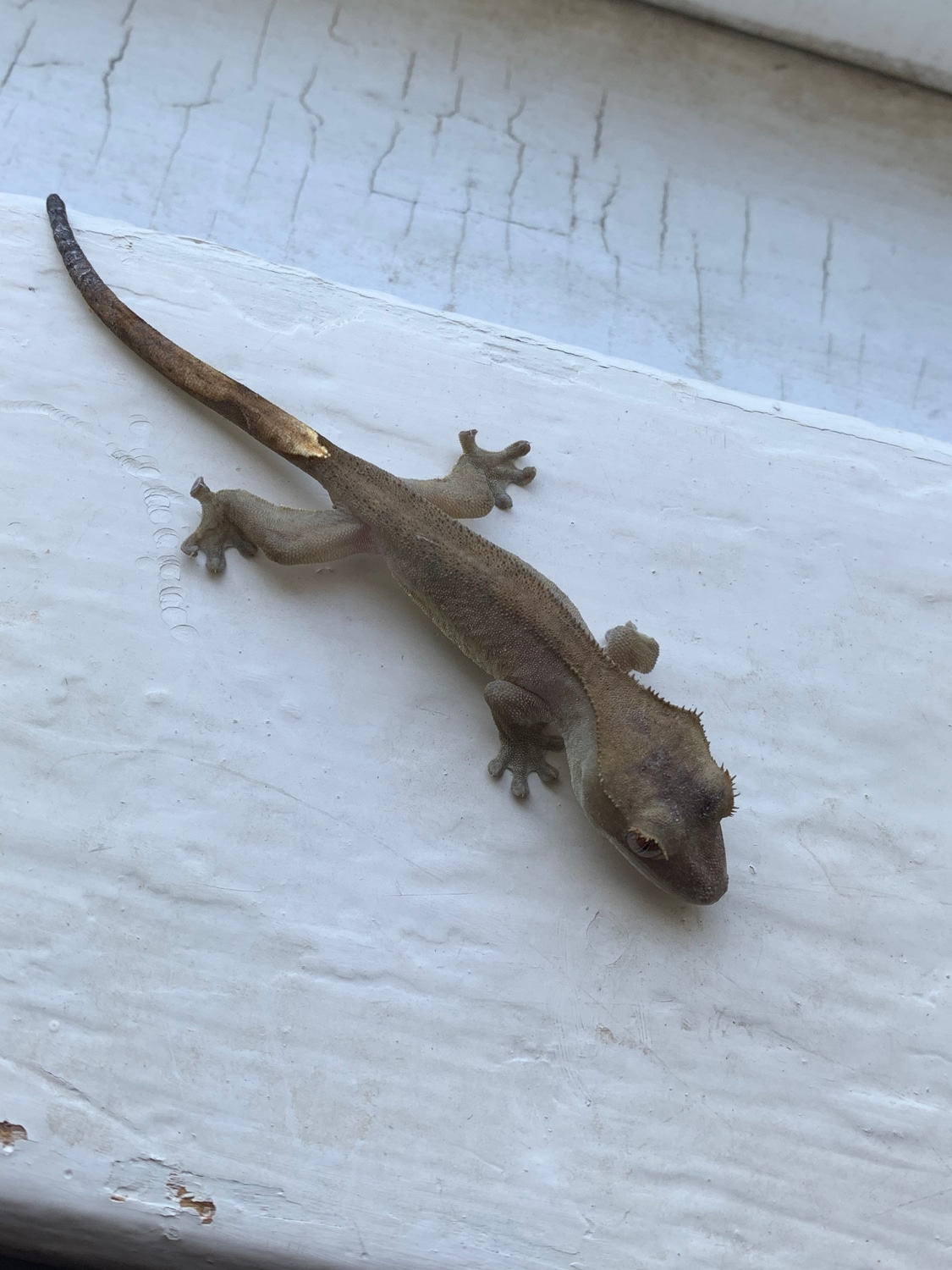 Dark Phantom Patternless Crested Gecko by Rocky Hill Geckos - MorphMarket