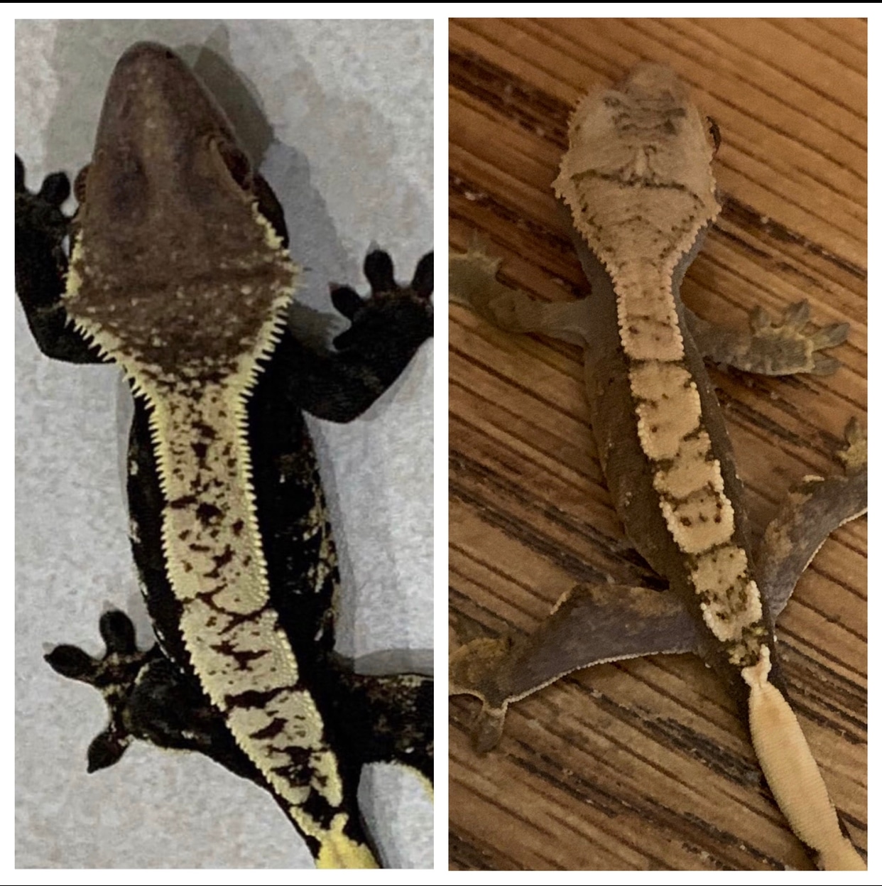 Black Ice Offspring Release Crested Gecko by Rocky Hill Geckos ...