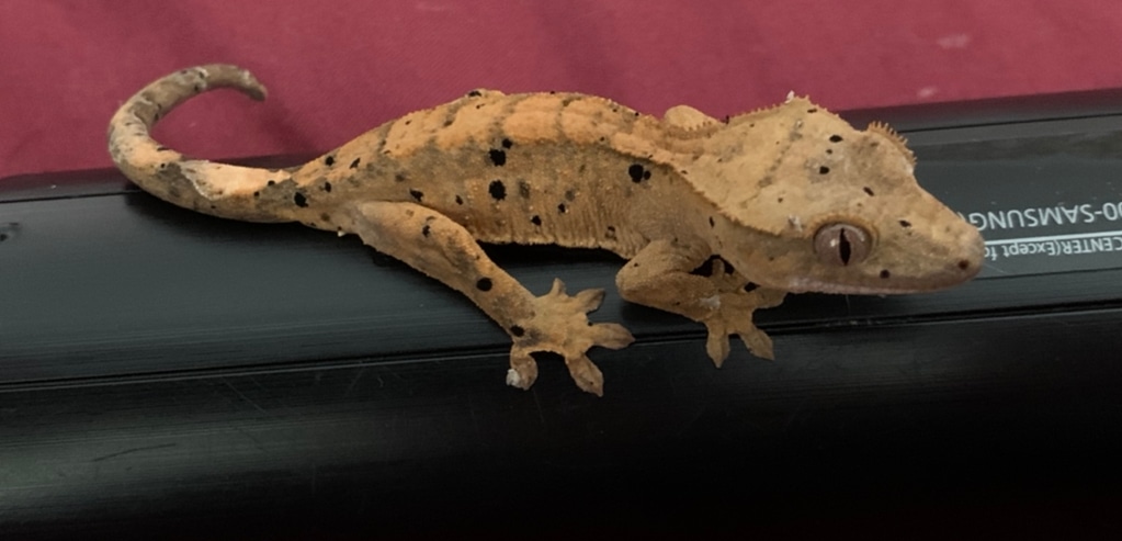 Super Dalmatian NPV Crested Gecko by Rocky Hill Geckos - MorphMarket