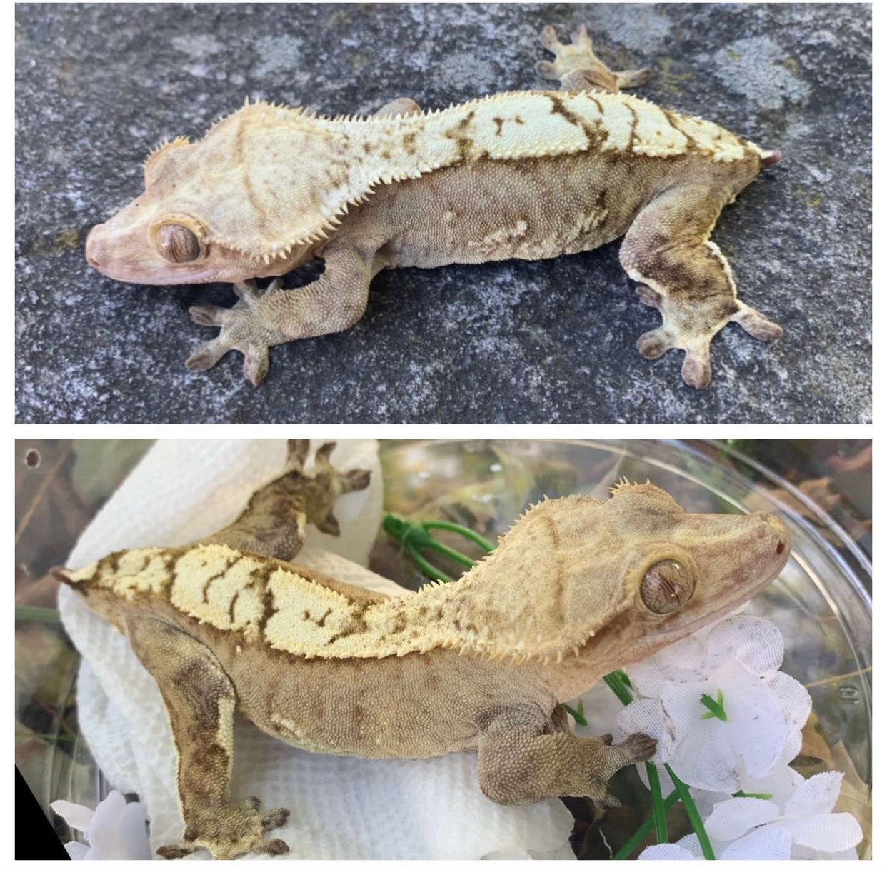 Yellow RTB Female Crested Gecko by Rocky Hill Geckos - MorphMarket