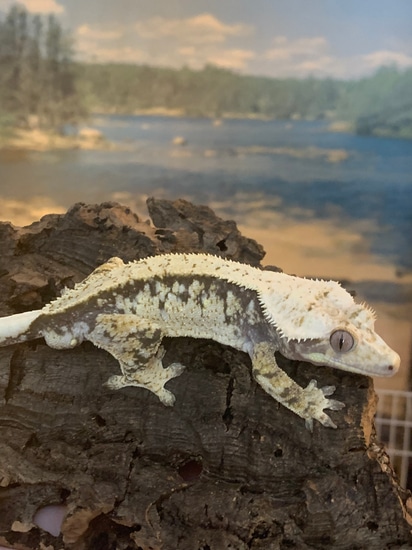 SALE! Creamy Male With White Spots - Almost RTB Crested Gecko by Rocky ...