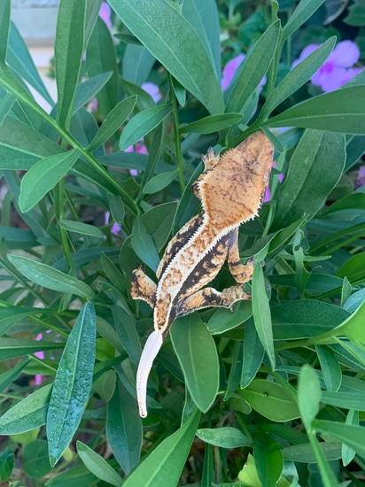 Tri Color Crested Gecko by Rocky Hill Geckos