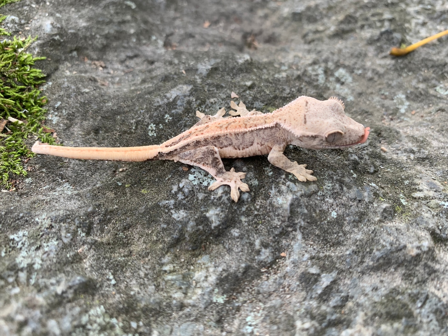 50% Het Axanthic Lilly White Crested Gecko by Rocky Hill Geckos ...