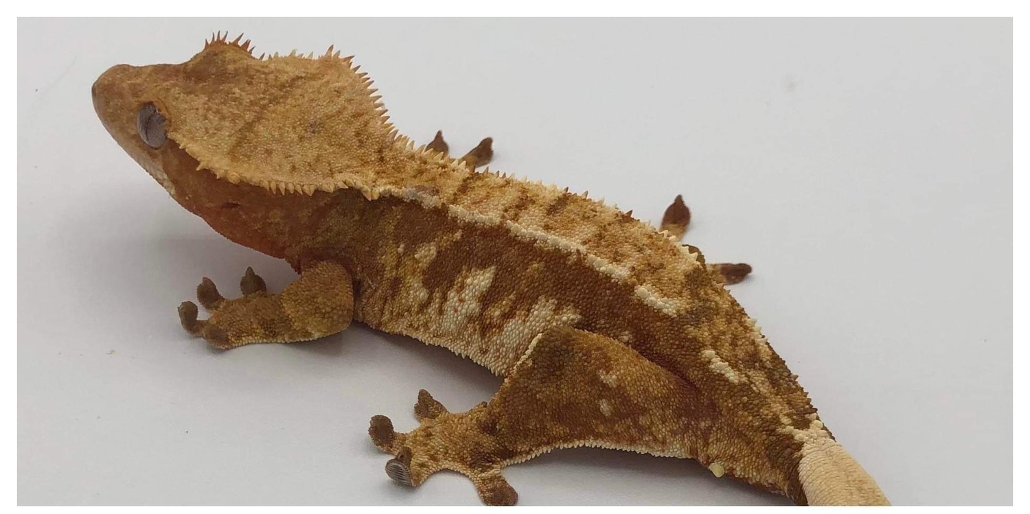 RTB Red Cream ACR Crested Gecko by Memphis Morphs - MorphMarket