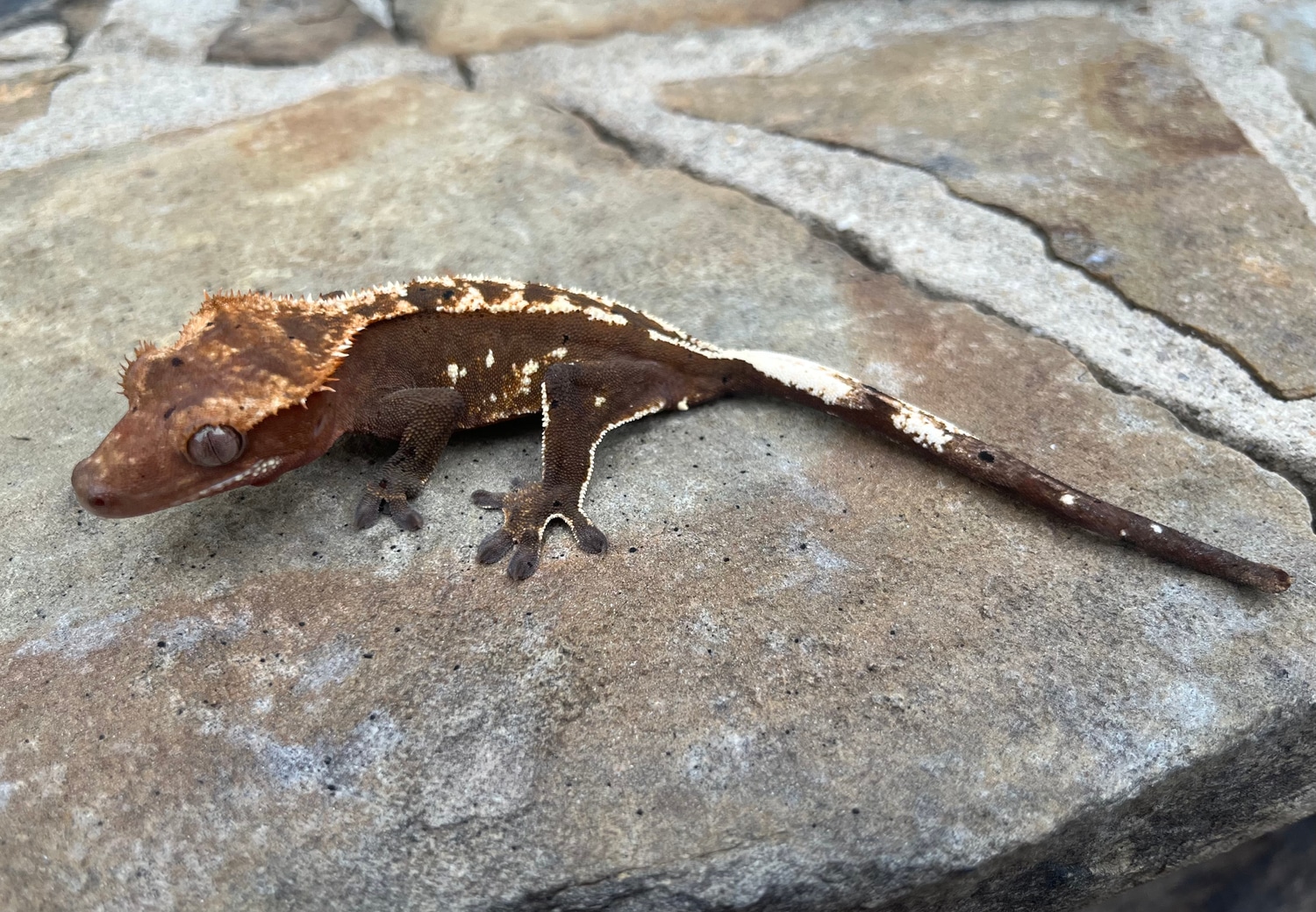 Funky White Spot Crested Gecko by Memphis Morphs - MorphMarket