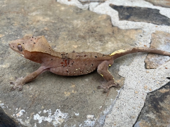 Pink Cluster Confetti Crested Gecko by Memphis Morphs