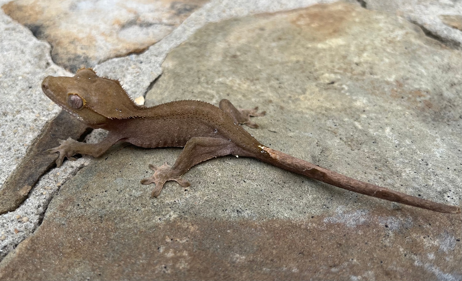 Furry Trait Charcoal Crested Gecko by Memphis Morphs - MorphMarket