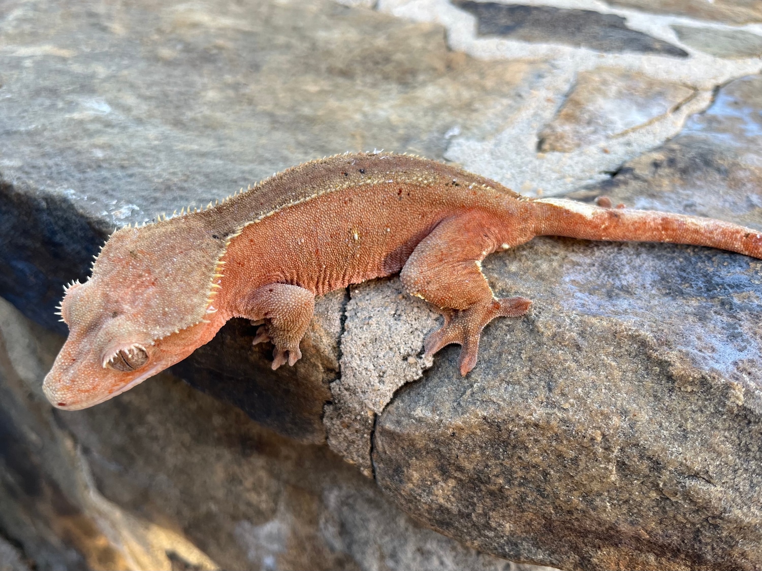 Proven Red Bicolor Crested Gecko by Memphis Morphs - MorphMarket