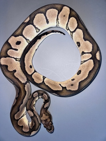Clown Ball Python by A.K. 47 breeders