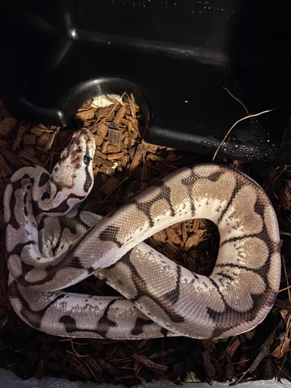 Zebra Bee Ball Python by It’s Always Sunny Pythons