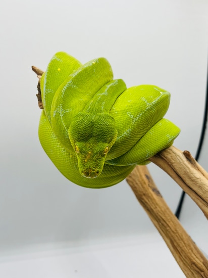 Matcha The Sorong Green Tree Python by Olive’s Exotic Reptiles