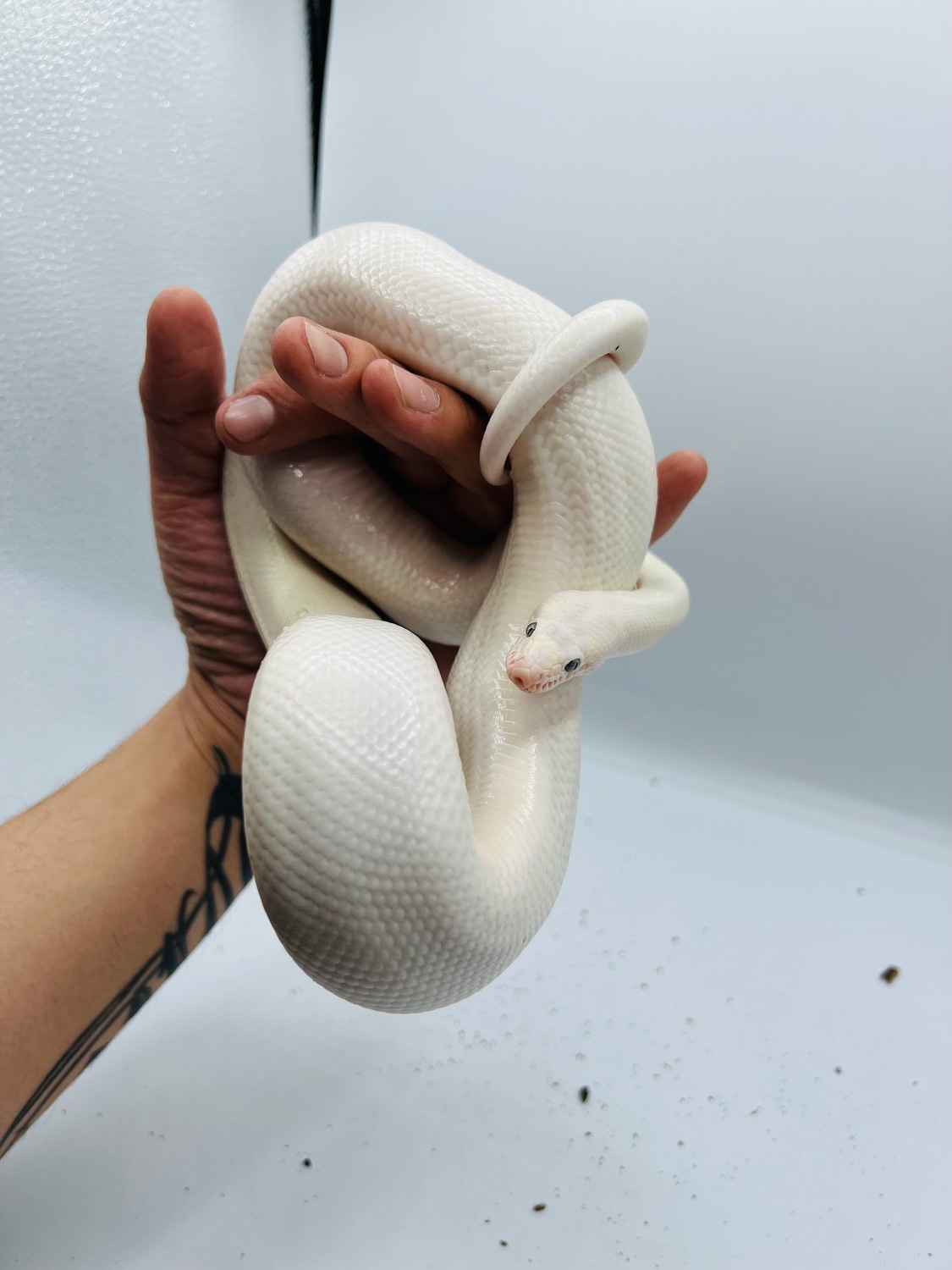 Blue Eyed Lucy Rainbow Boa Possible Het Albino Colombian Rainbow Boa by ...