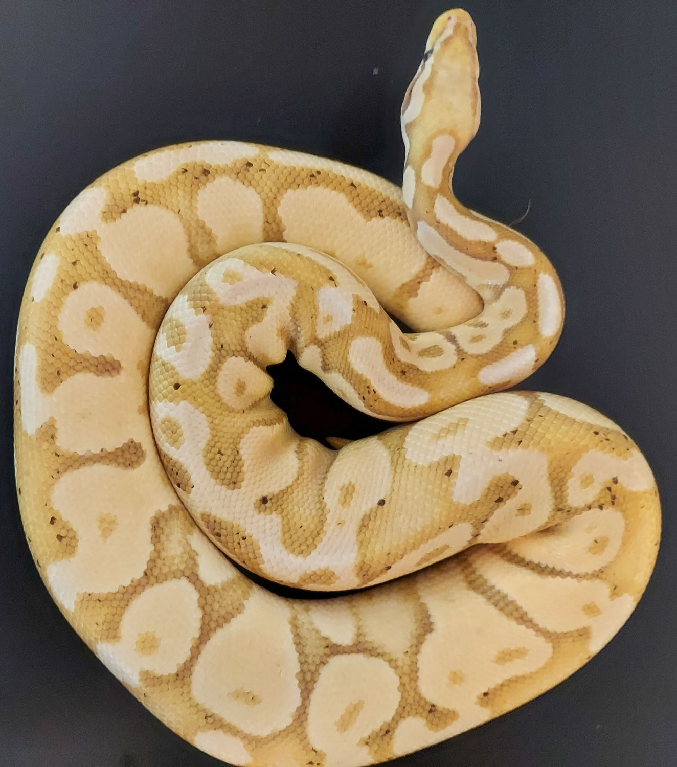 Pastel Banana Ball Python by Elysian reptiles - MorphMarket