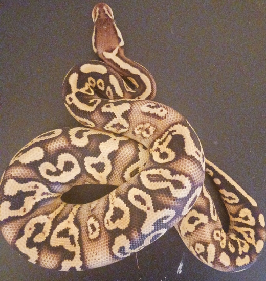 FREE SHIPPING Pastel Mojave Yellowbelly Leopard Pos Vanilla 50% Het ...