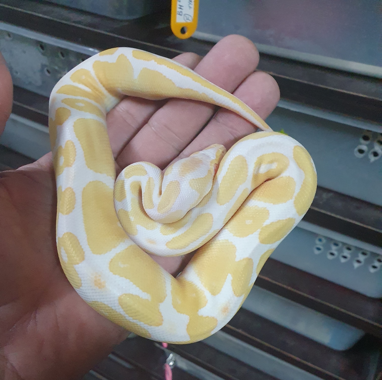 Candino 💯 Het Piebald Ball Python By Reptilian Zillion Royals Morphmarket