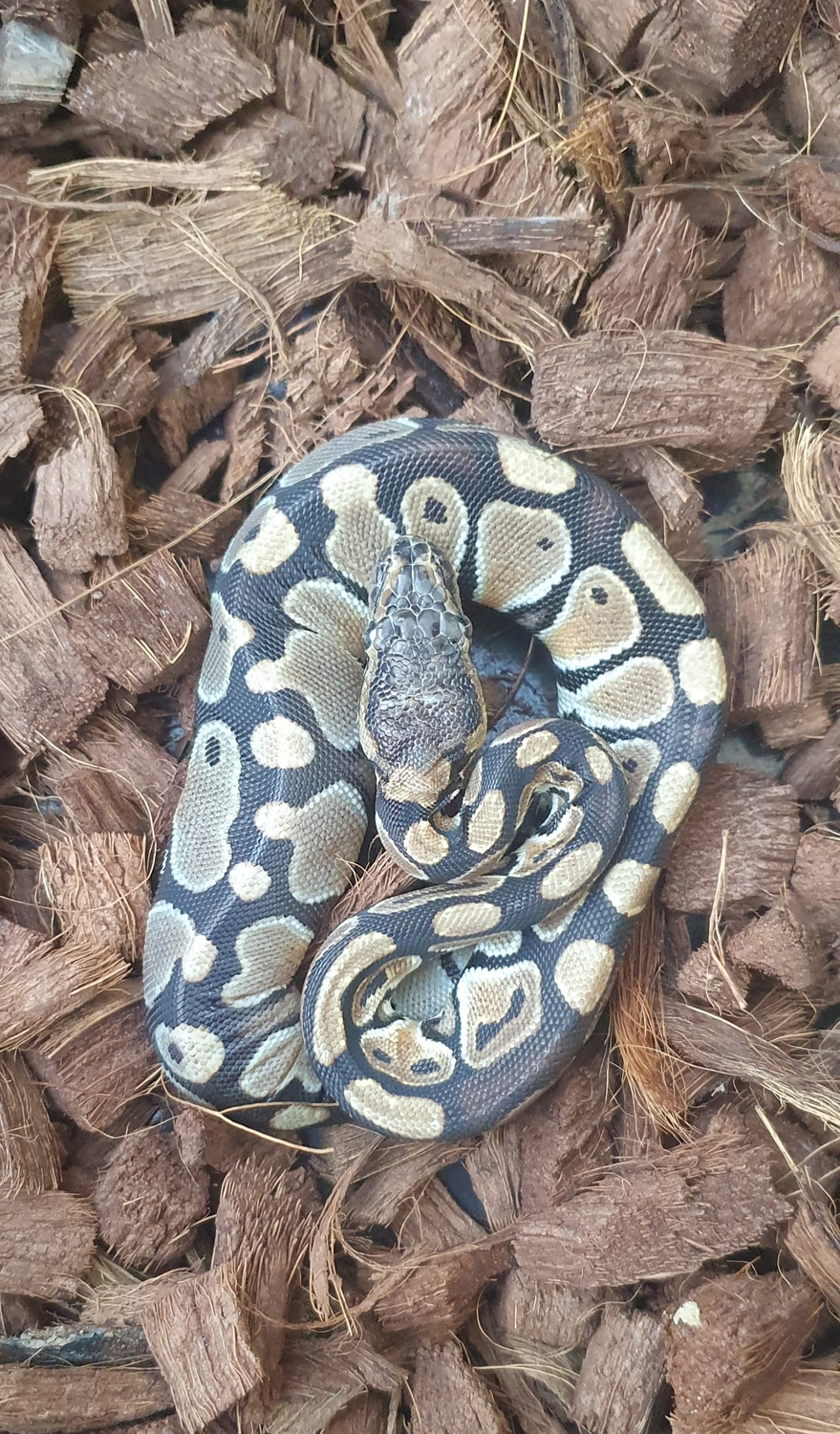 Dinker Ball Python by Reptilian Zillion Royals - MorphMarket