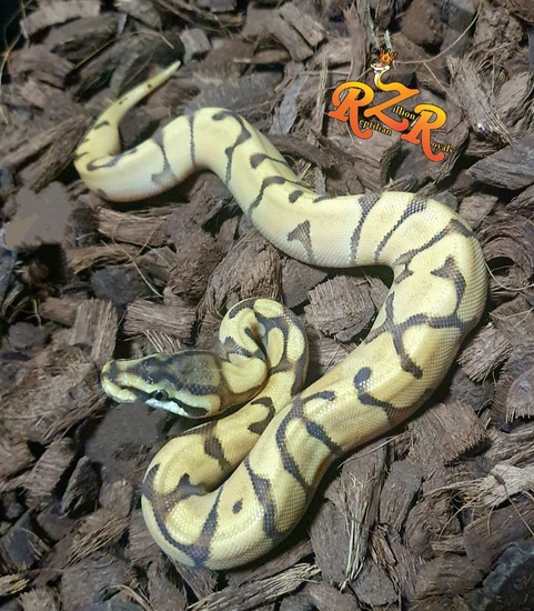 Enchi Mojave Spider 💯het Hypo Ball Python by Reptilian Zillion Royals
