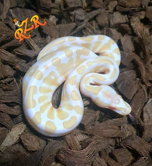 Candino Het Pied Ball Python by Reptilian Zillion Royals