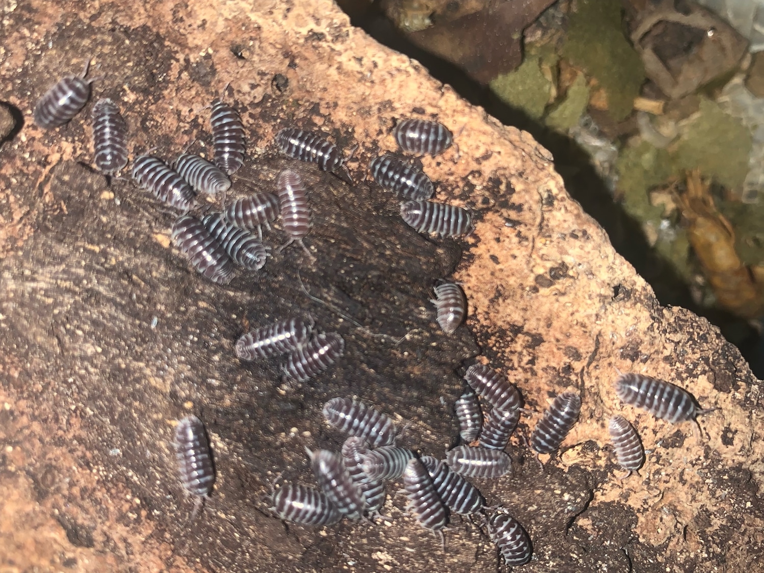 Zebra !!! Isopod by Kandycorn Snakes - MorphMarket