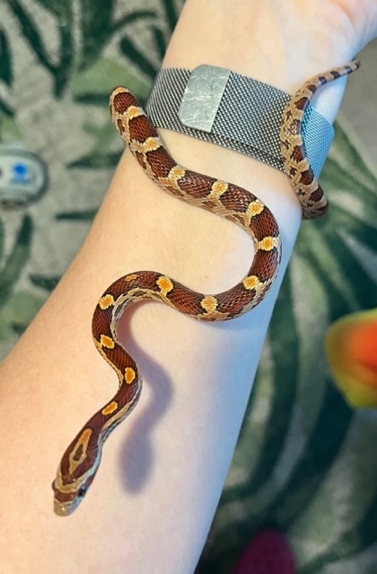 Okeetee Het Hypo Het Anery Corn Snake by Kandycorn Snakes - MorphMarket