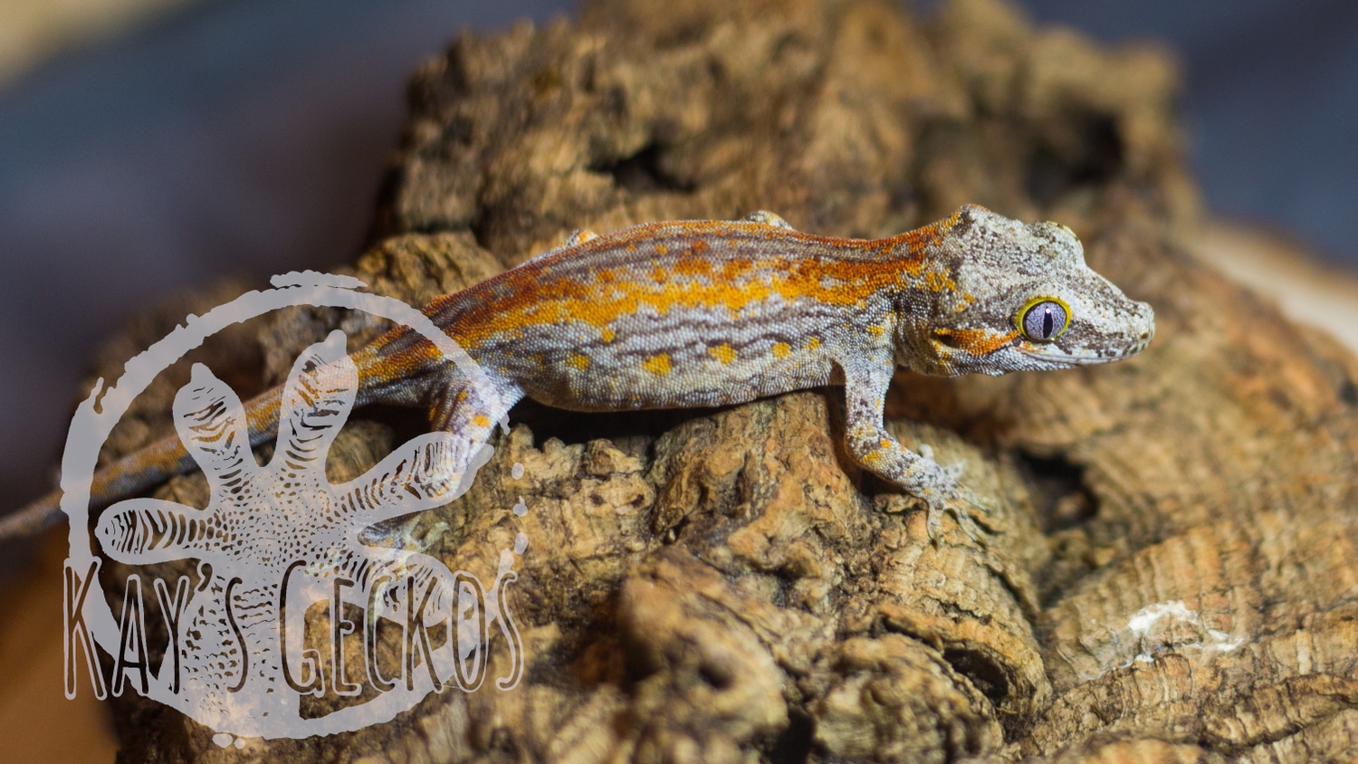 Juvenile Red And Orange Striped Gargoyle Gecko by Kay’s Geckos ...