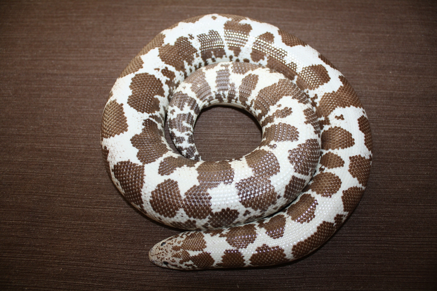 Anery Het Paint Kenyan Sand Boa by Kenyan Sand Boa Nerds - MorphMarket