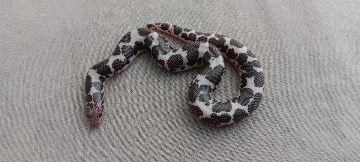 Anery Het GX Paint Kenyan Sand Boa by Kenyan Sand Boa Nerds - MorphMarket
