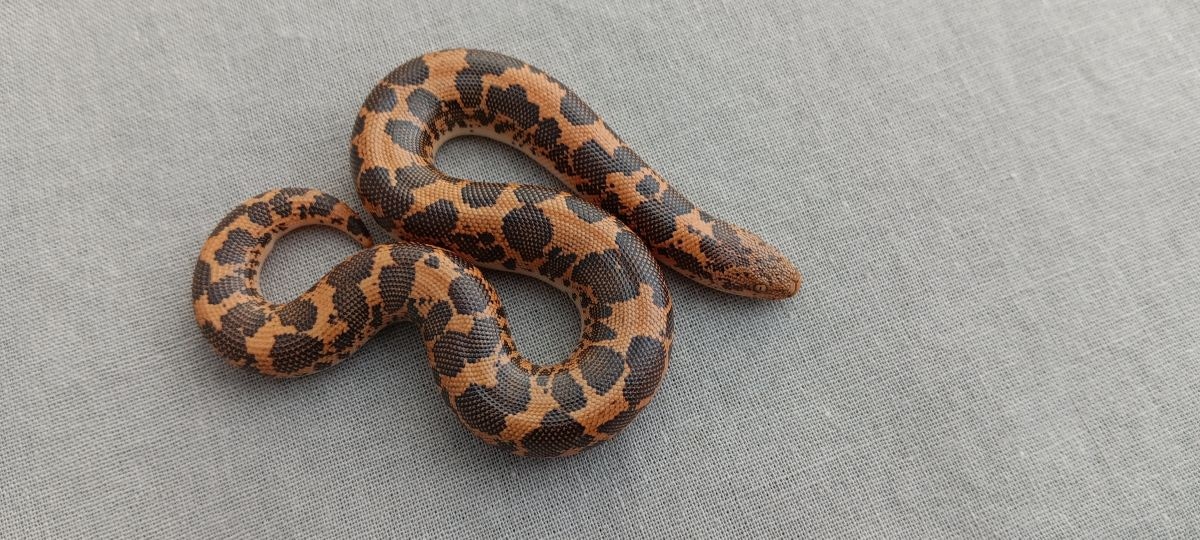 Normal Het Anery, 66% Ph Albino Paradox & Paint Kenyan Sand Boa by ...