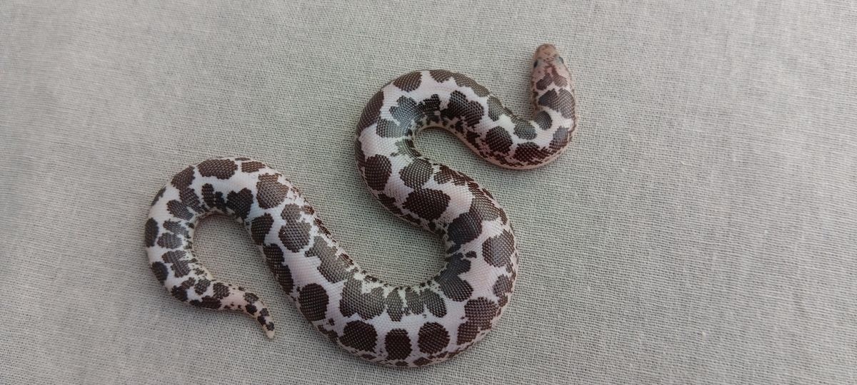 Anery 66% Ph Albino Paradox & Paint Kenyan Sand Boa by Kenyan Sand Boa ...