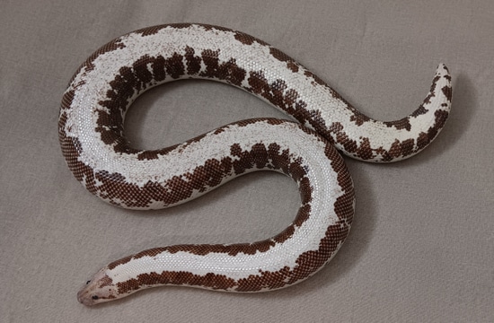 Anery Paint Kenyan Sand Boa by Kenyan Sand Boa Nerds