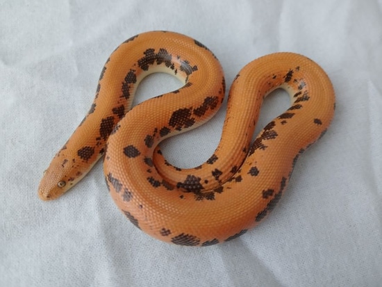 Paint Het Anery GX Kenyan Sand Boa by Kenyan Sand Boa Nerds
