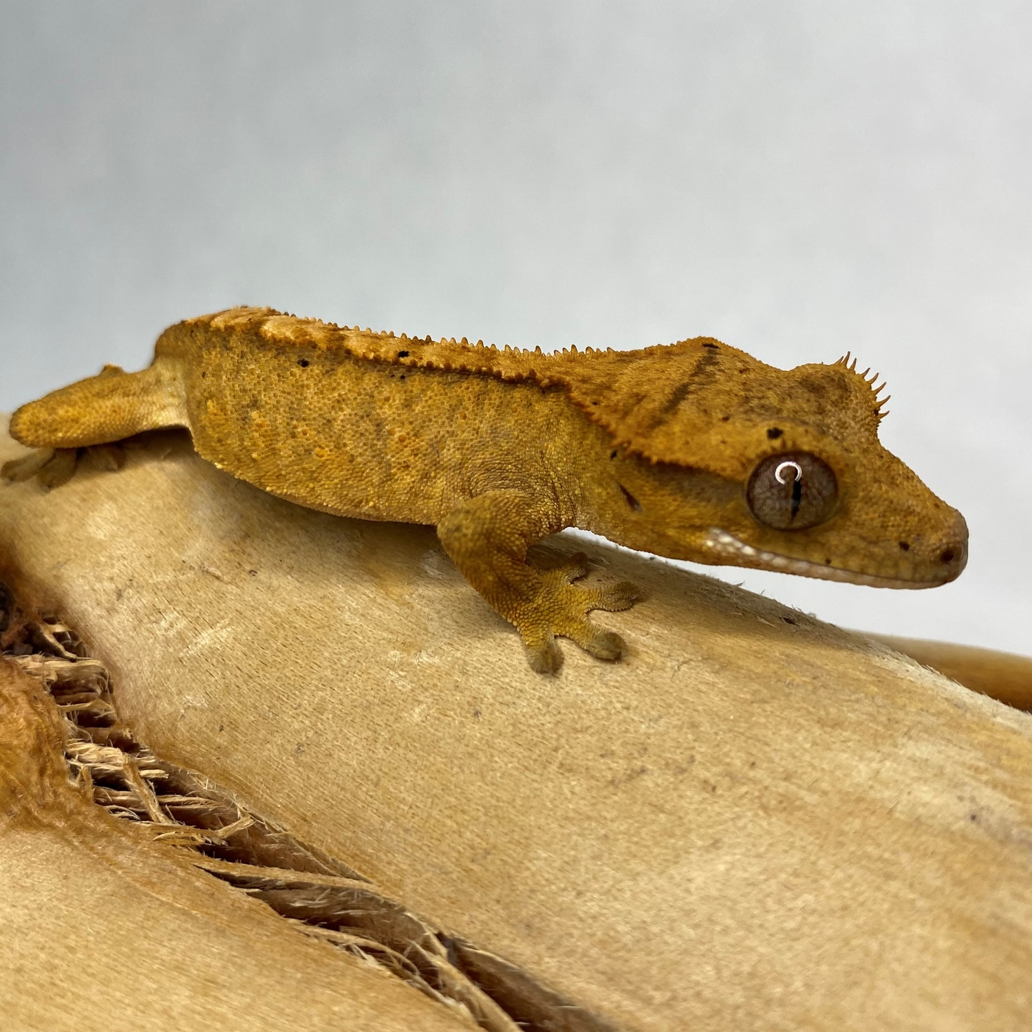 Orange Brindle Dalmatian Crested Gecko by KB Rhacs - MorphMarket