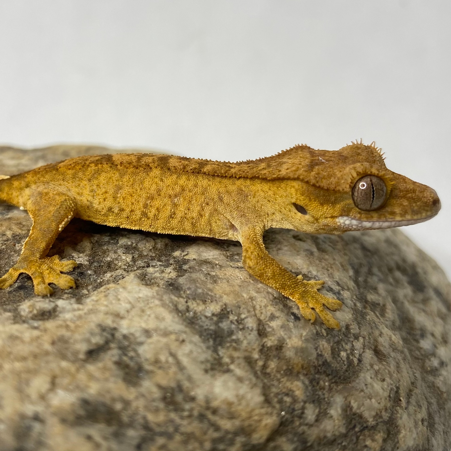 Yellow Brindle - Dropped Tail Crested Gecko by KB Rhacs - MorphMarket