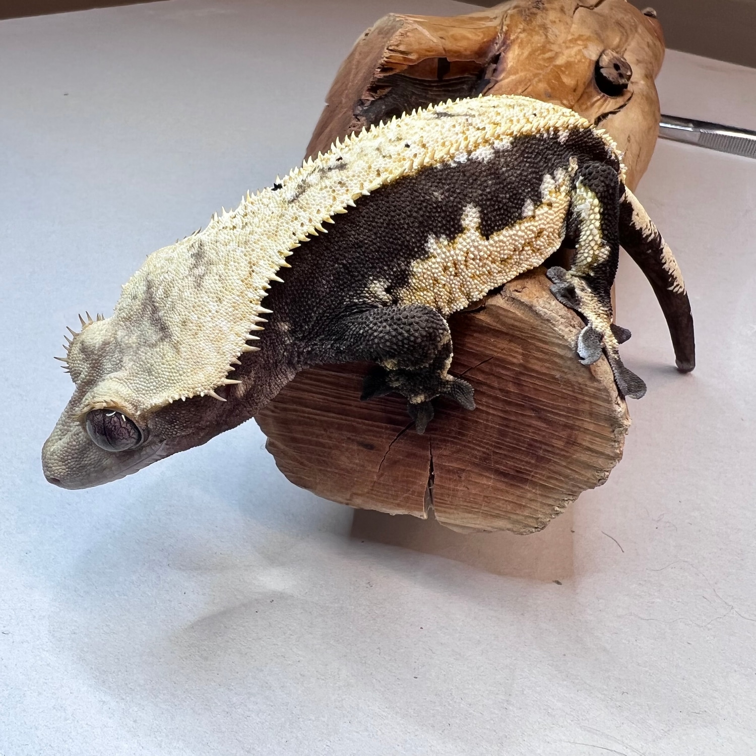 Dark And Cream Soft Scale - Proven Crested Gecko by KB Rhacs - MorphMarket