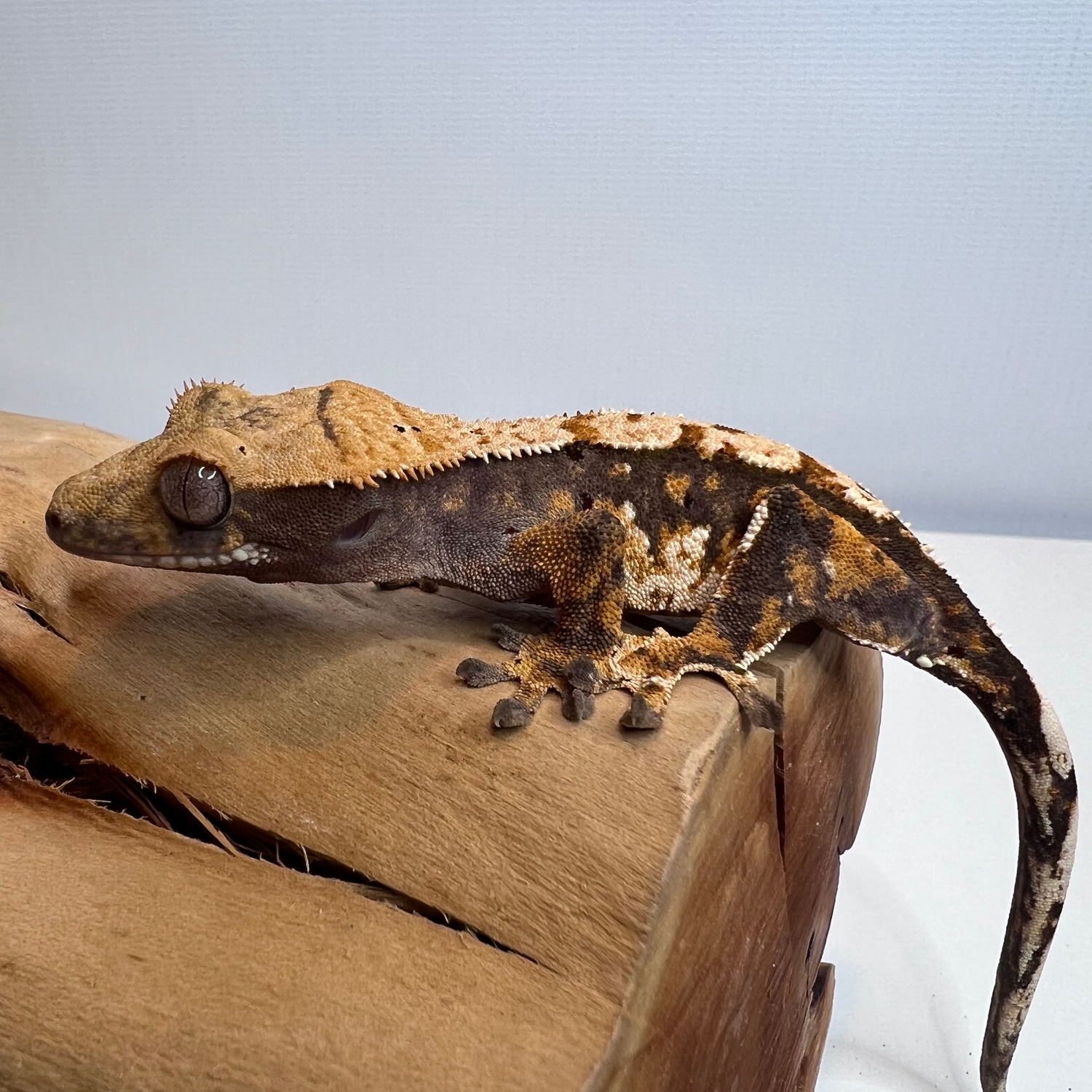 Tri Color Extreme Harlequin W/ Dal Spots Crested Gecko by KB Rhacs ...
