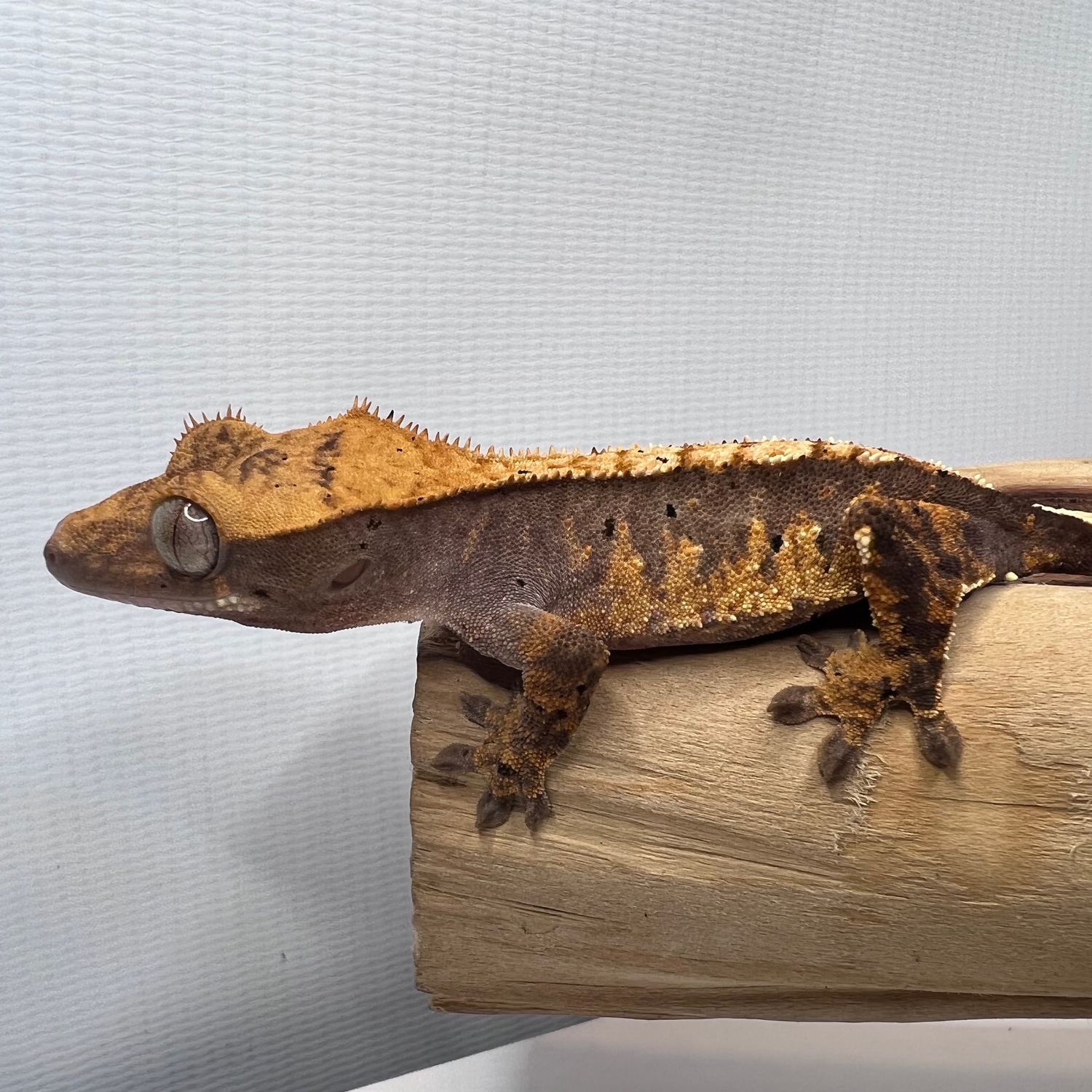 Lavender Harlequin W Dal Spots Crested Gecko by KB Rhacs - MorphMarket