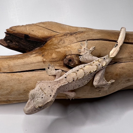 Yellow Brindle W/ Dalmatian Spots - Probable Male Crested Gecko by KB Rhacs