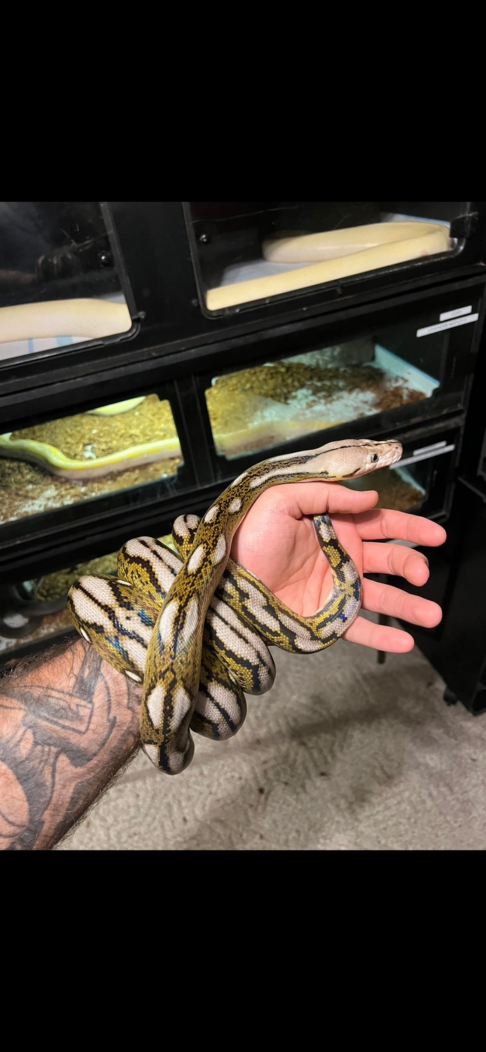 Motley Tiger Het White Albino Reticulated Python by First Class ...